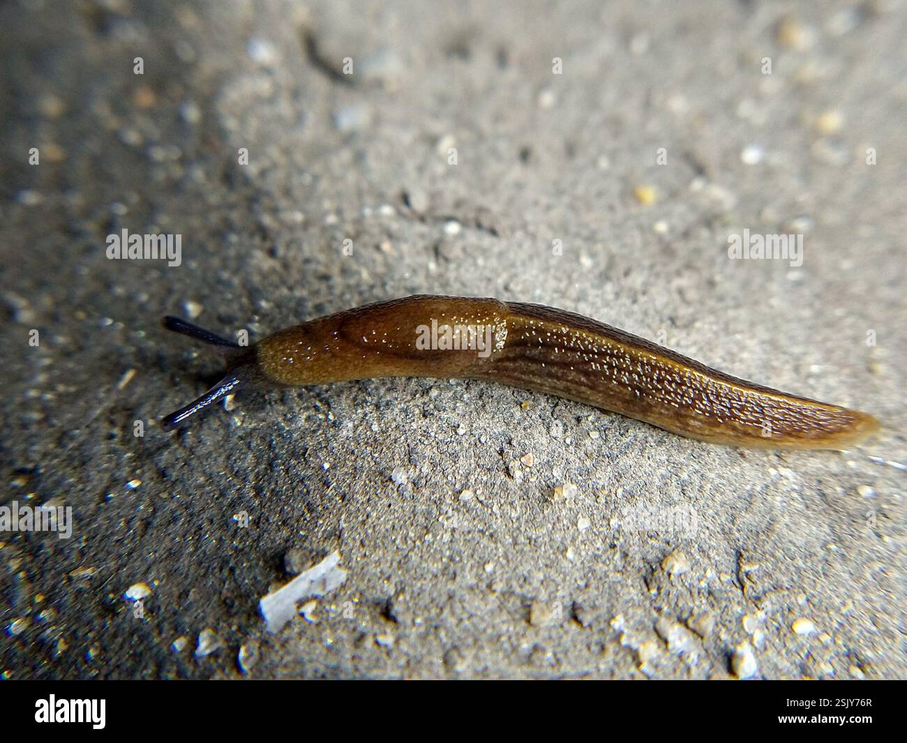 Greenhouse Slug (Milax gagates), Mollusca, California State University ...