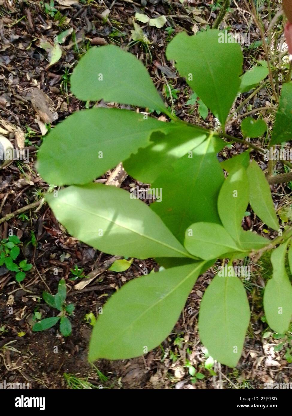 southern raintree (Brunfelsia australis), Plantae, 37000 Departamento ...