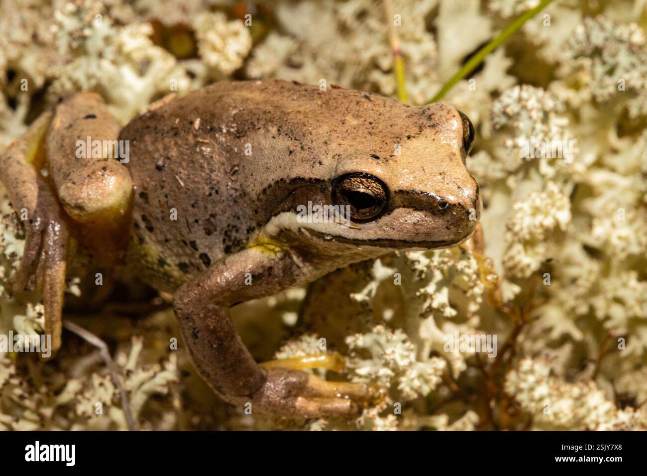 Brown Tree Frog (Litoria ewingii), Amphibia, Braxton, New Zealand Stock ...