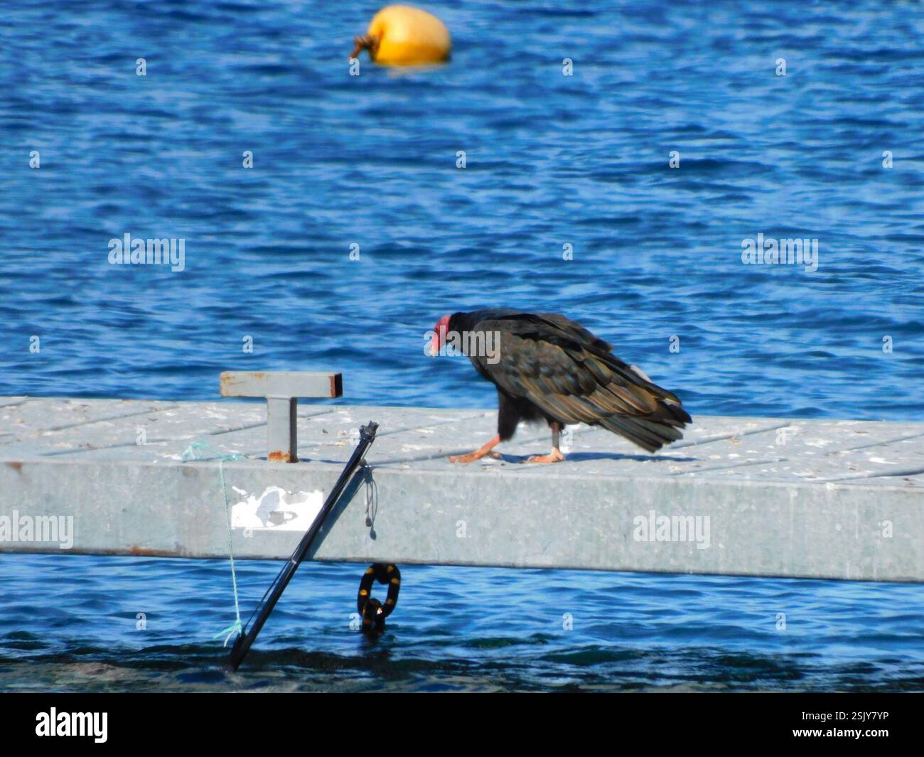 Turkey Vulture (Cathartes aura), Aves, Puerto Varas, Los Lagos, Chile ...