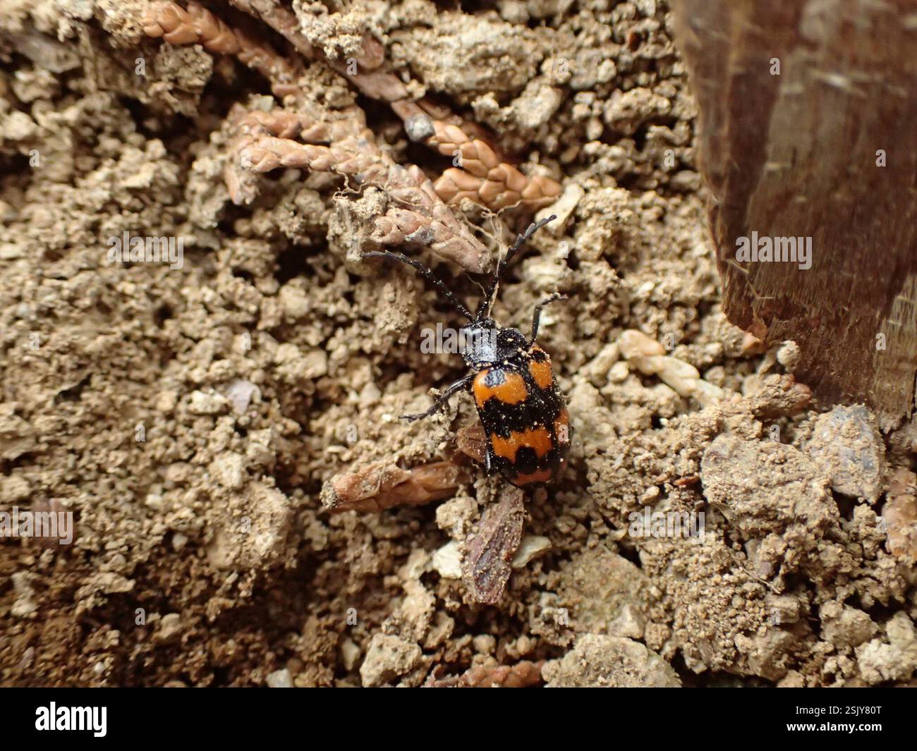 Japanese Knotweed Leaf Beetle (Gallerucida bifasciata), Insecta, Japan ...