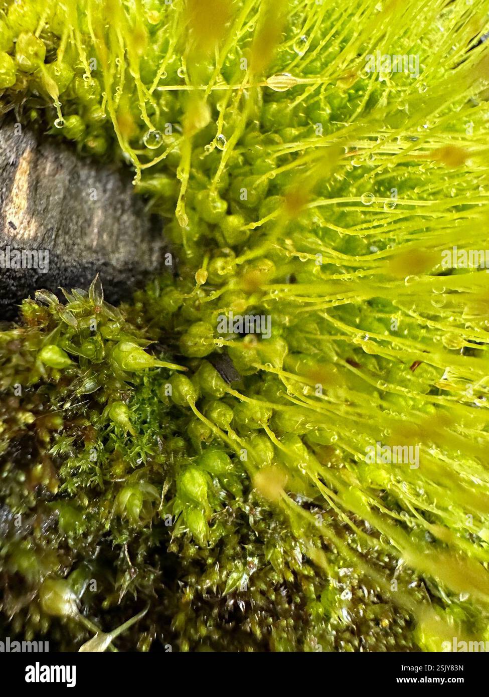 Bonfire moss (Funaria hygrometrica), Plantae, Liberty Ave, Pittsburgh ...