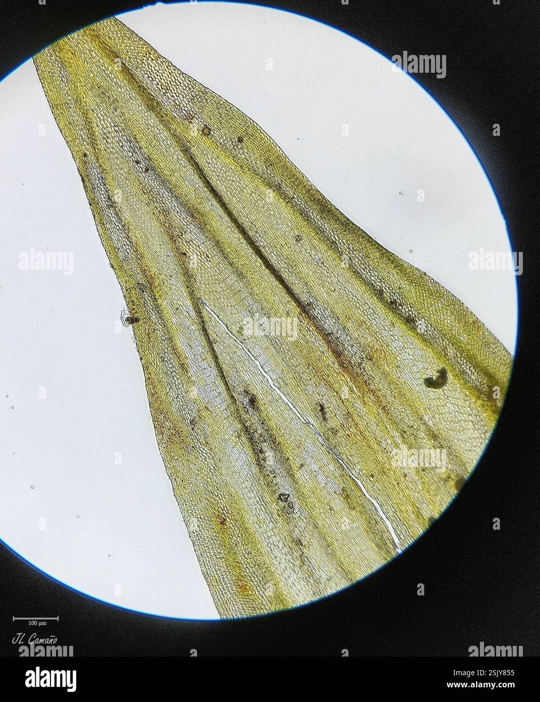 squirrel-tail moss (Leucodon sciuroides), Plantae, Lugo, España, On ...