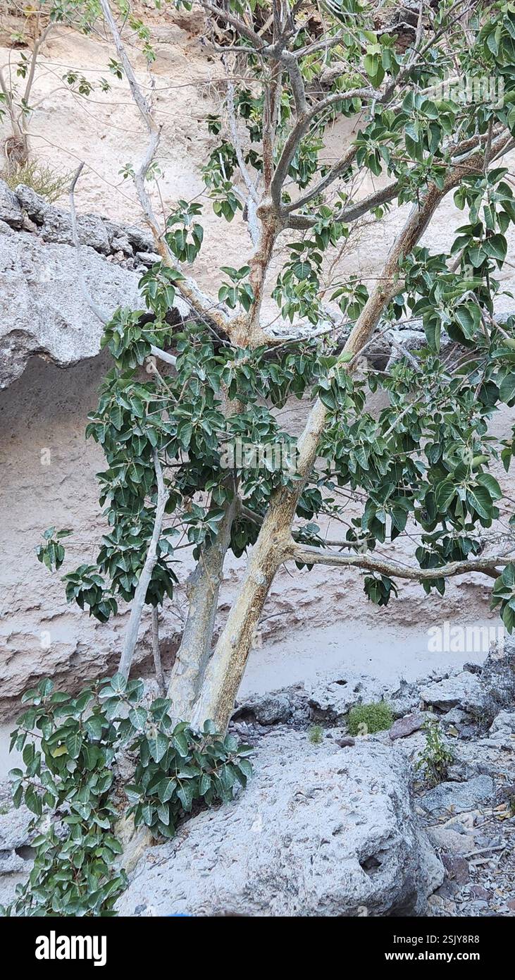 Petiolate Fig (Ficus petiolaris), Plantae, Bahía de Loreto, Loreto, MX ...