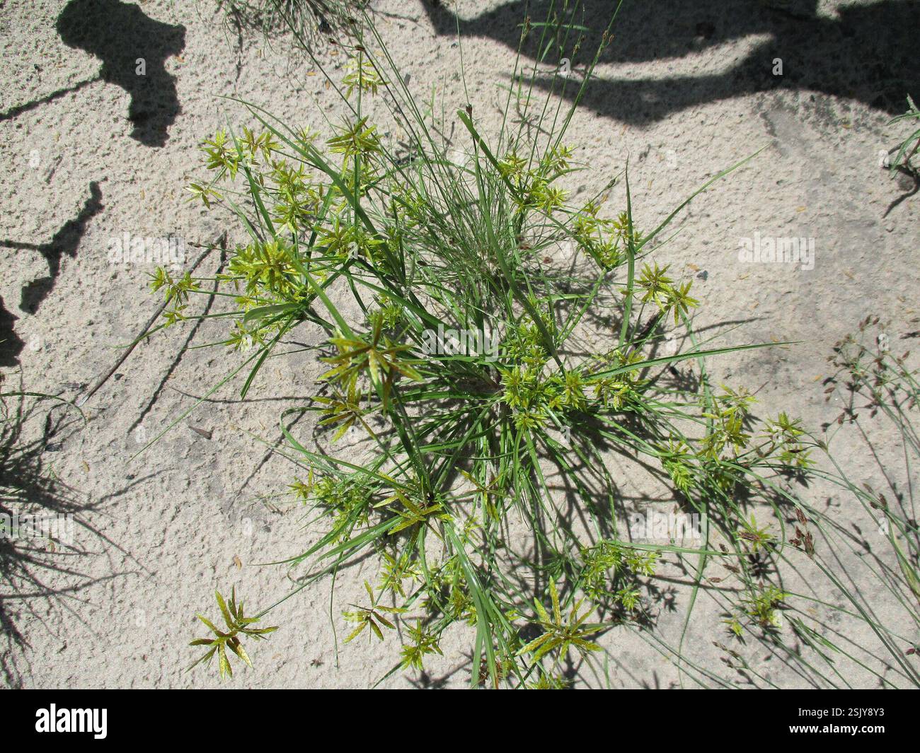 flatsedges (Cyperus), Plantae, Zambezi Region, Namibia Stock Photo - Alamy