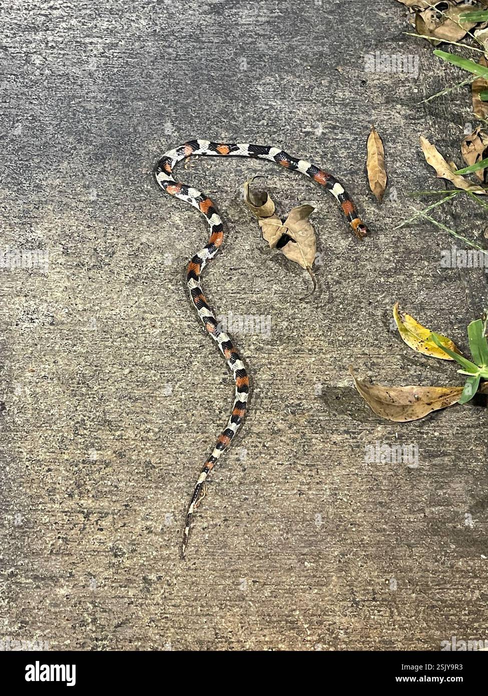 Florida Scarletsnake (Cemophora coccinea coccinea), Reptilia, St ...