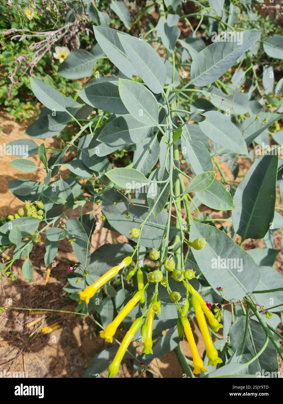 tree tobacco (Nicotiana glauca), Plantae, Taperoá - PB, 58680-000 ...