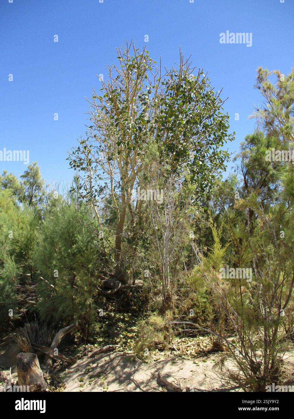 Leafy Sycamore Fig (Ficus sycomorus gnaphalocarpa), Plantae, Erongo ...