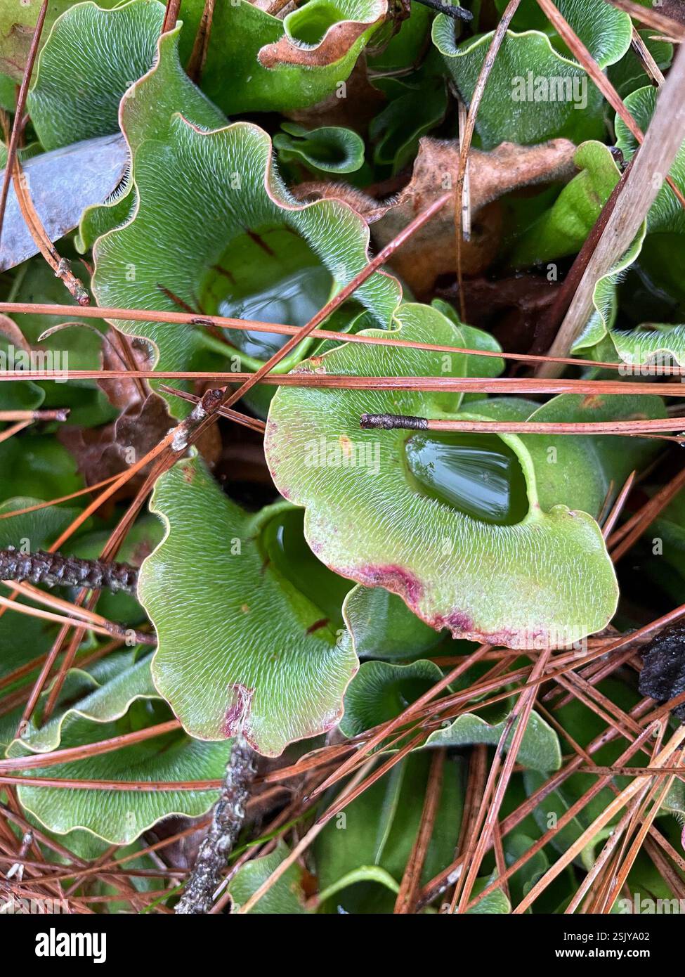 Southern Purple Pitcher Plant (Sarracenia purpurea venosa), Plantae ...