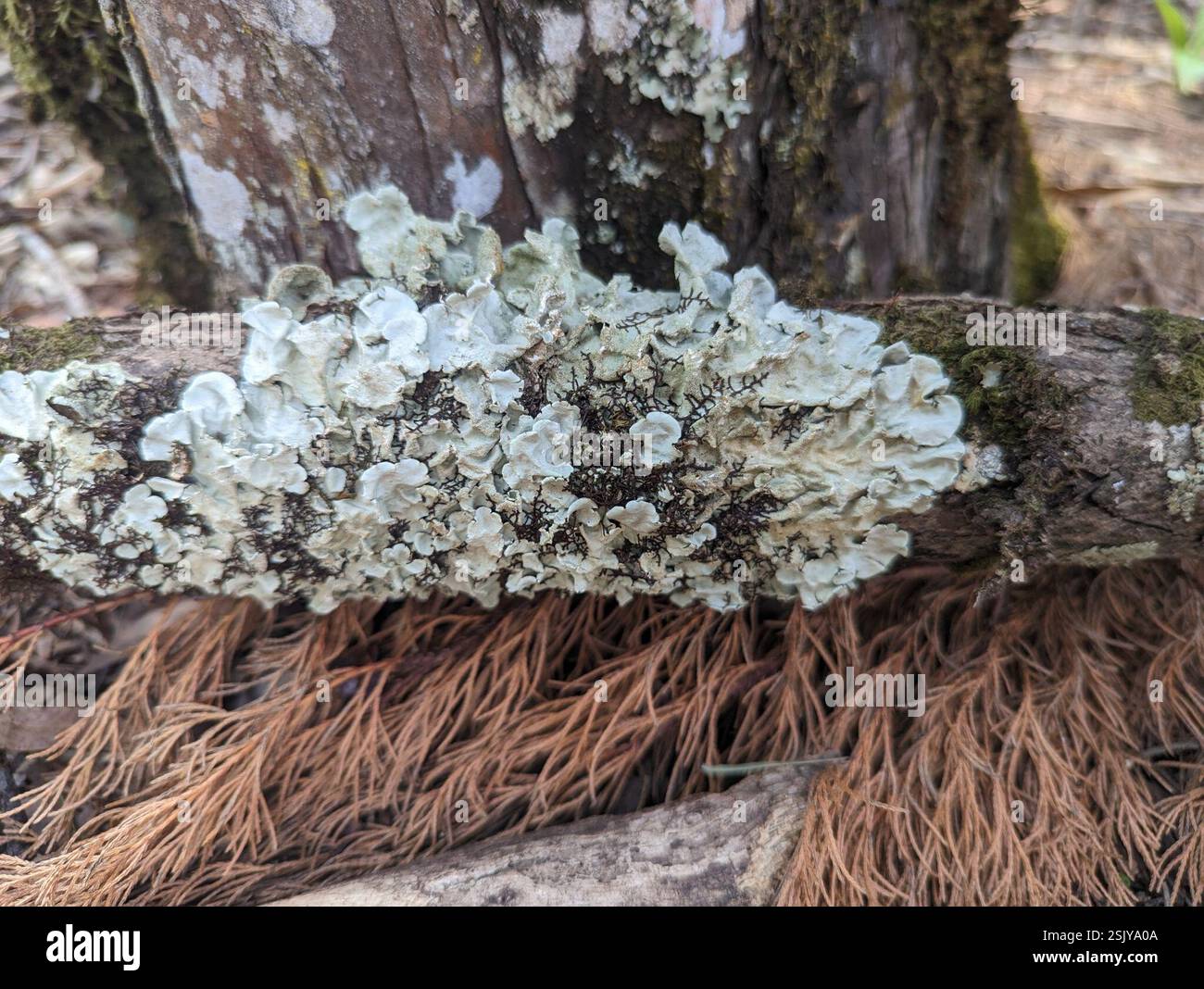 Ruffle Lichens (Parmotrema), Fungi, Patulul, GT-SU, GT Stock Photo - Alamy