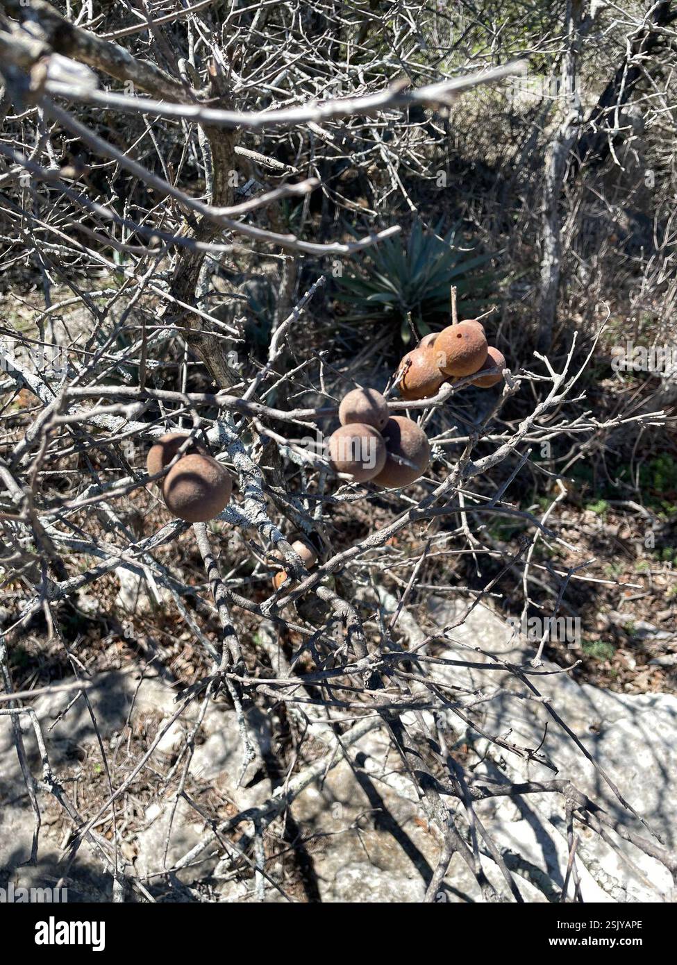 (Disholcaspis pruniformis), Insecta, Temple, TX, US, On Quercus sinuata ...