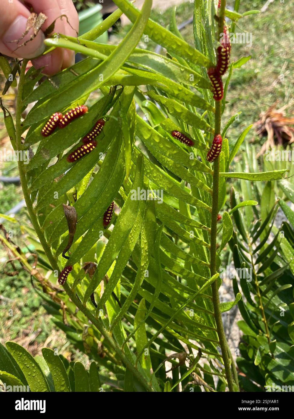 Atala (Eumaeus atala), Insecta, Florida, US Stock Photo - Alamy