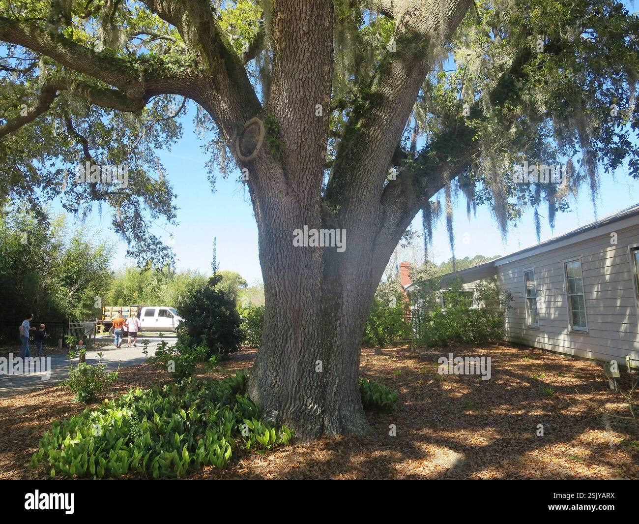 southern live oak (Quercus virginiana), Plantae, Coastal Georgia ...