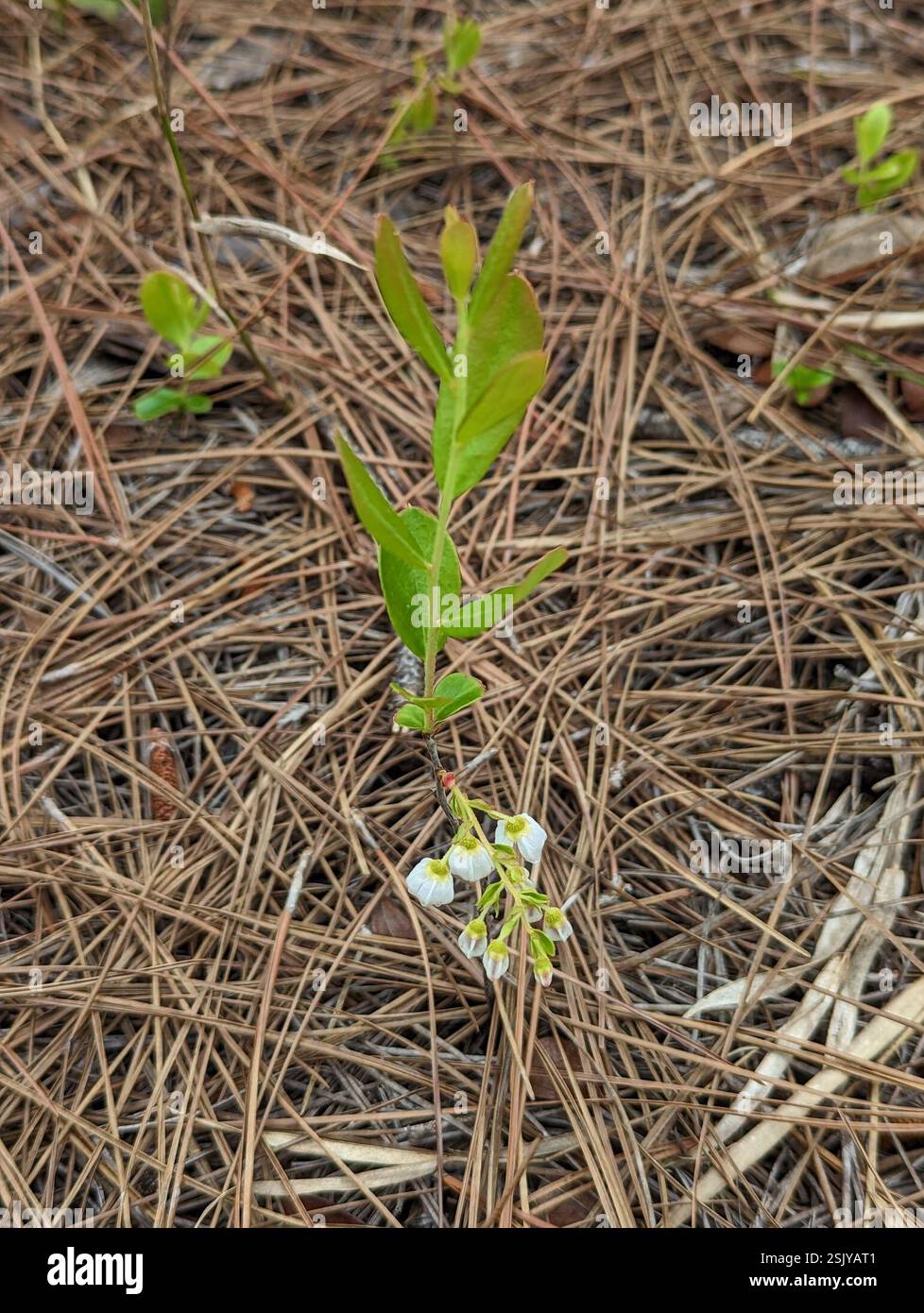 dwarf huckleberry (Gaylussacia dumosa), Plantae, DeLand, FL 32724, USA ...