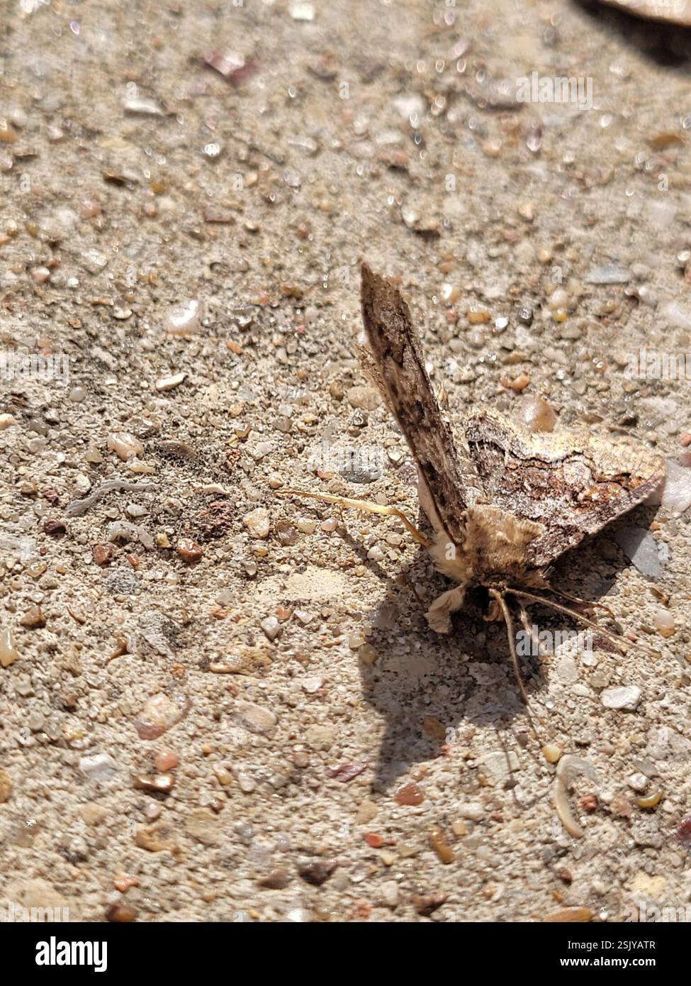 (Ennominae), Insecta, Ellis County, US-TX, US Stock Photo - Alamy