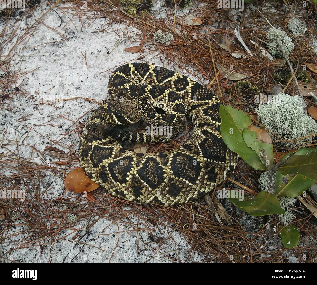 Eastern Diamondback Rattlesnake (Crotalus adamanteus), Reptilia ...