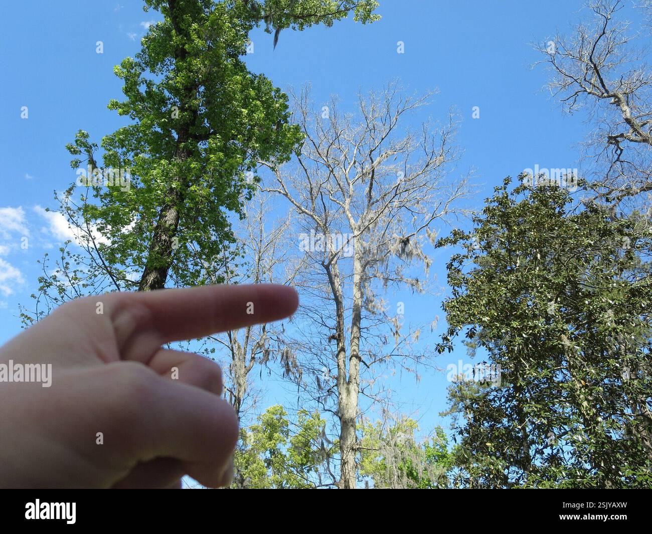 pignut hickory (Carya glabra), Plantae, 1107 Fulton Road, Pignut ...