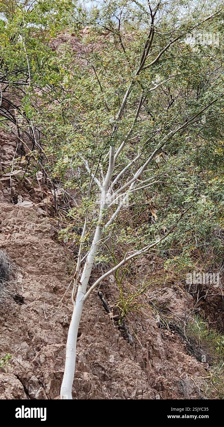 Palo Blanco (Lysiloma candidum), Plantae, Loreto, MX-BS, MX Stock Photo - Alamy