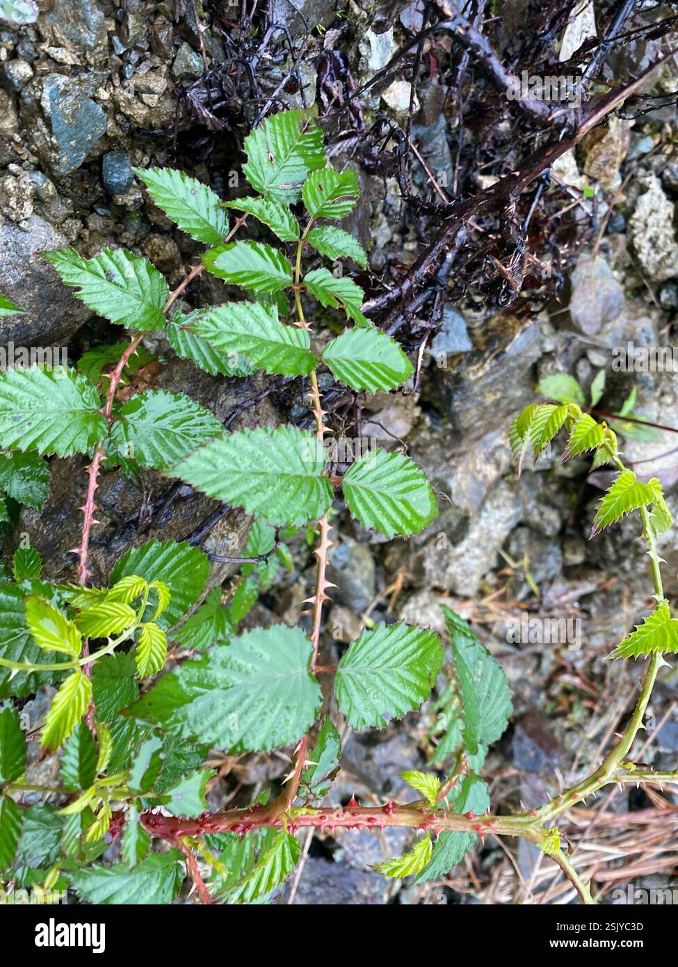 rose family (Rosaceae), Plantae, Luzon, Hungduan, Ifugao, PH Stock ...