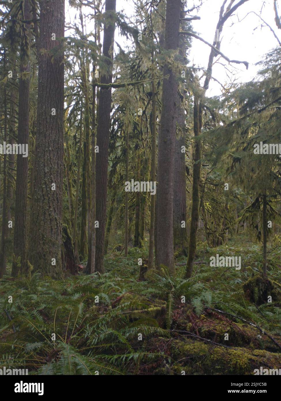 western sword fern (Polystichum munitum), Plantae, Oregon, US Stock ...