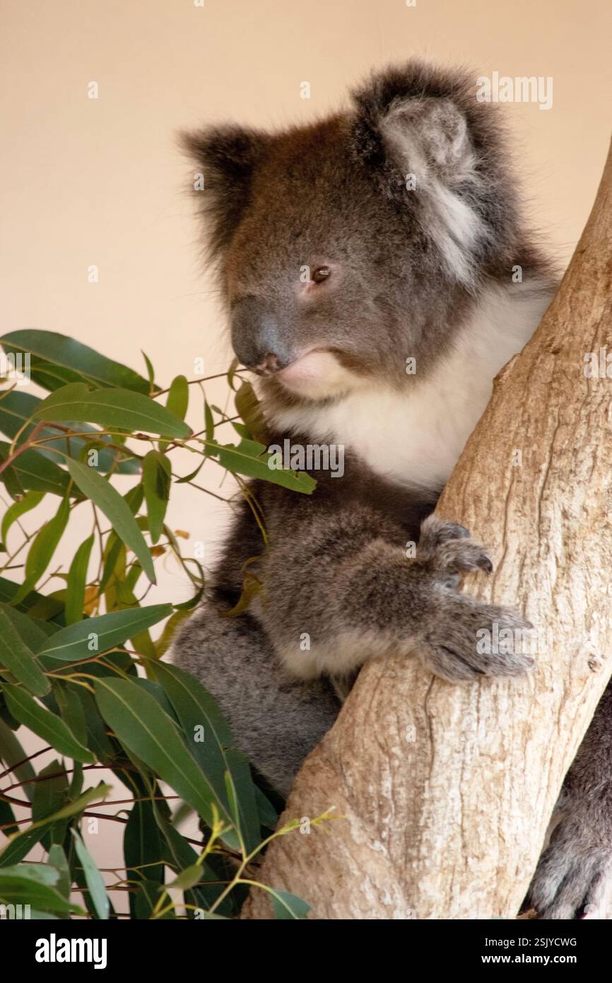 the Koala has a large round head, big furry ears and big black nose ...