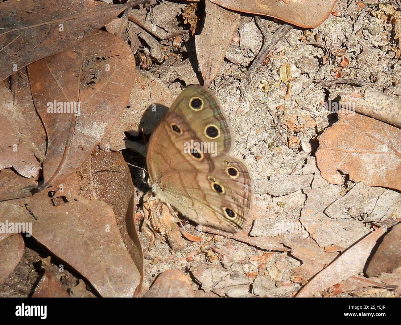 Little Wood Satyr (Megisto cymela), Insecta, Challenger Seven Memorial ...