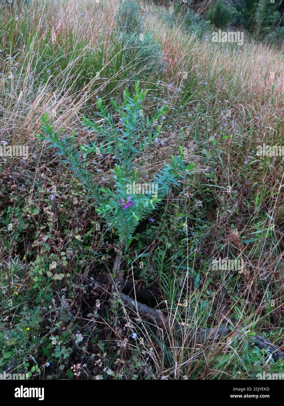 Septemberbush (Polygala myrtifolia myrtifolia), Plantae, Ugu District ...