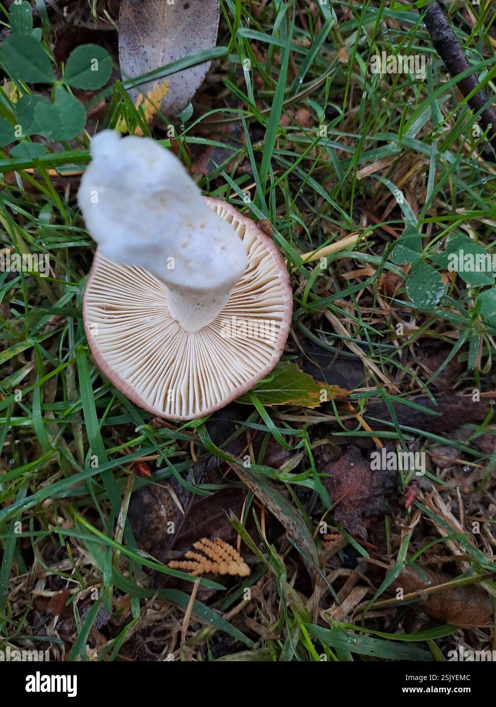 Purple Swamp Brittlegill (Russula nitida), Fungi, Invercargill, NZ-SO ...
