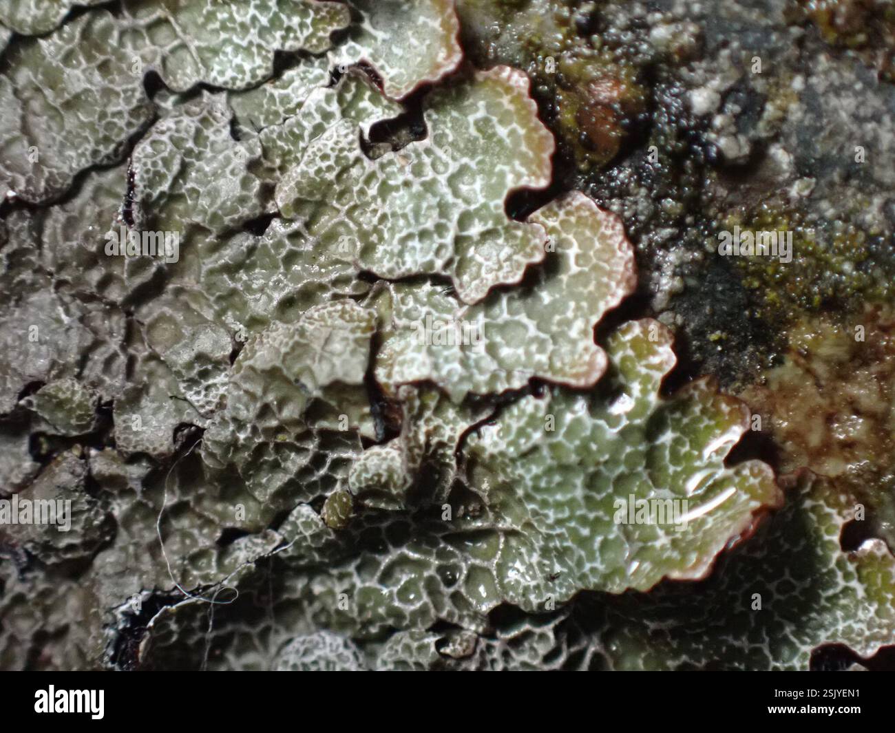 shield lichens (Parmelia), Fungi, Oak Bay, BC, Canada Stock Photo - Alamy