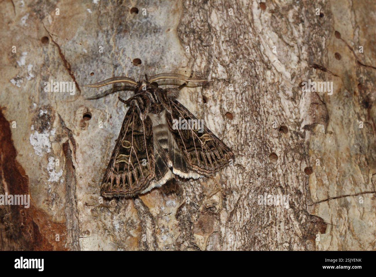 Feathered Gothic (Tholera decimalis), Insecta, 8400 Ebeltoft, Danmark ...