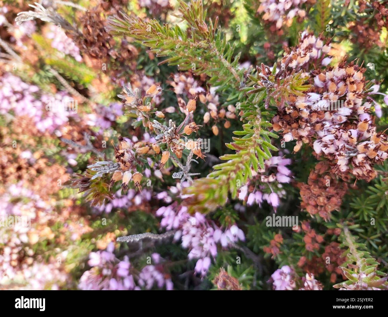 Mediterranean Heath (Erica multiflora), Plantae, X9W7+6QG, Mellieħa ...