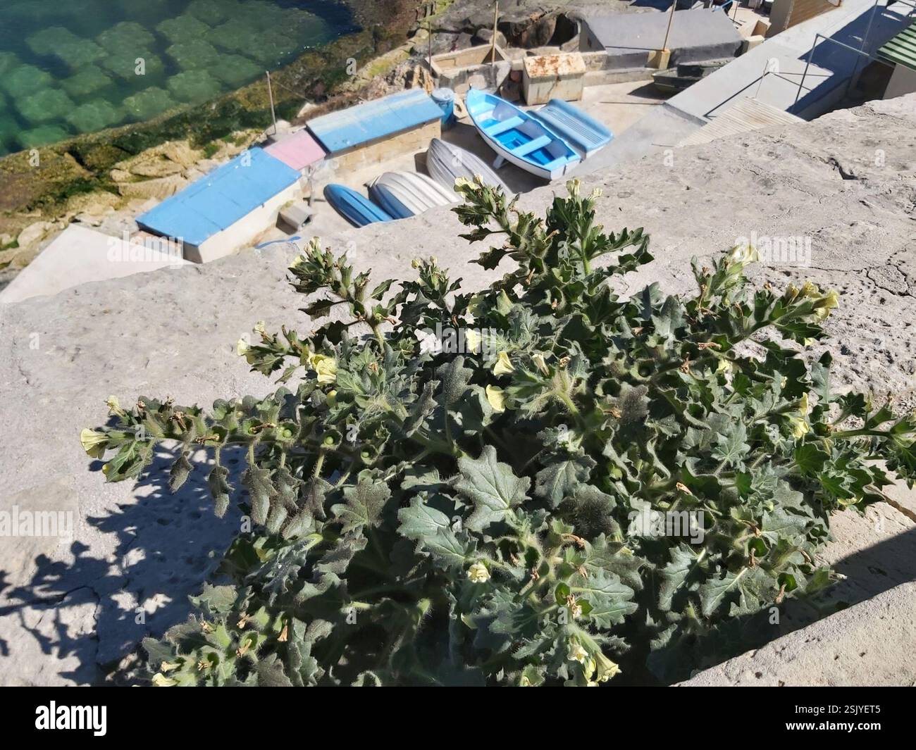white henbane (Hyoscyamus albus), Plantae, Imgerbeb, Valletta, Malta ...