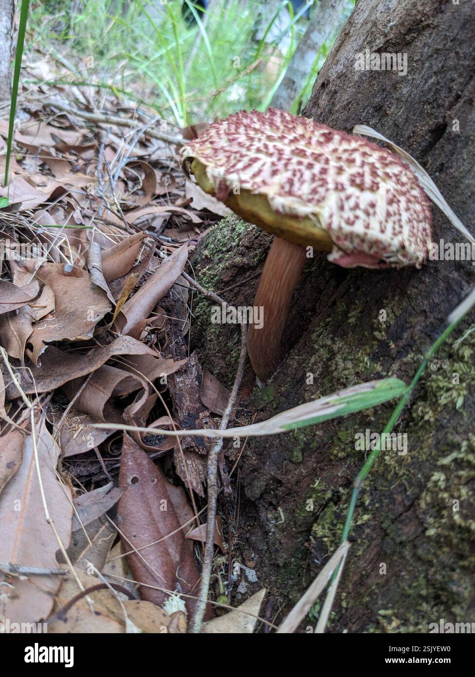shaggy cap (Boletellus emodensis), Fungi, Nambour QLD 4560, Australia ...