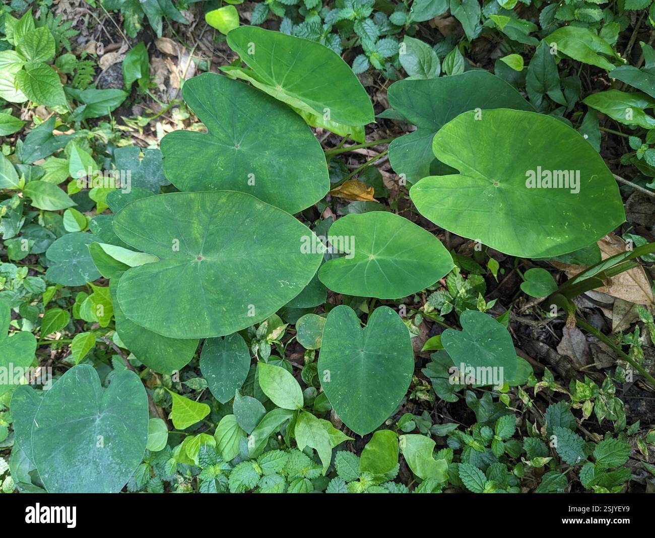 Taro (Colocasia esculenta), Plantae, Patulul, Guatemala Stock Photo - Alamy