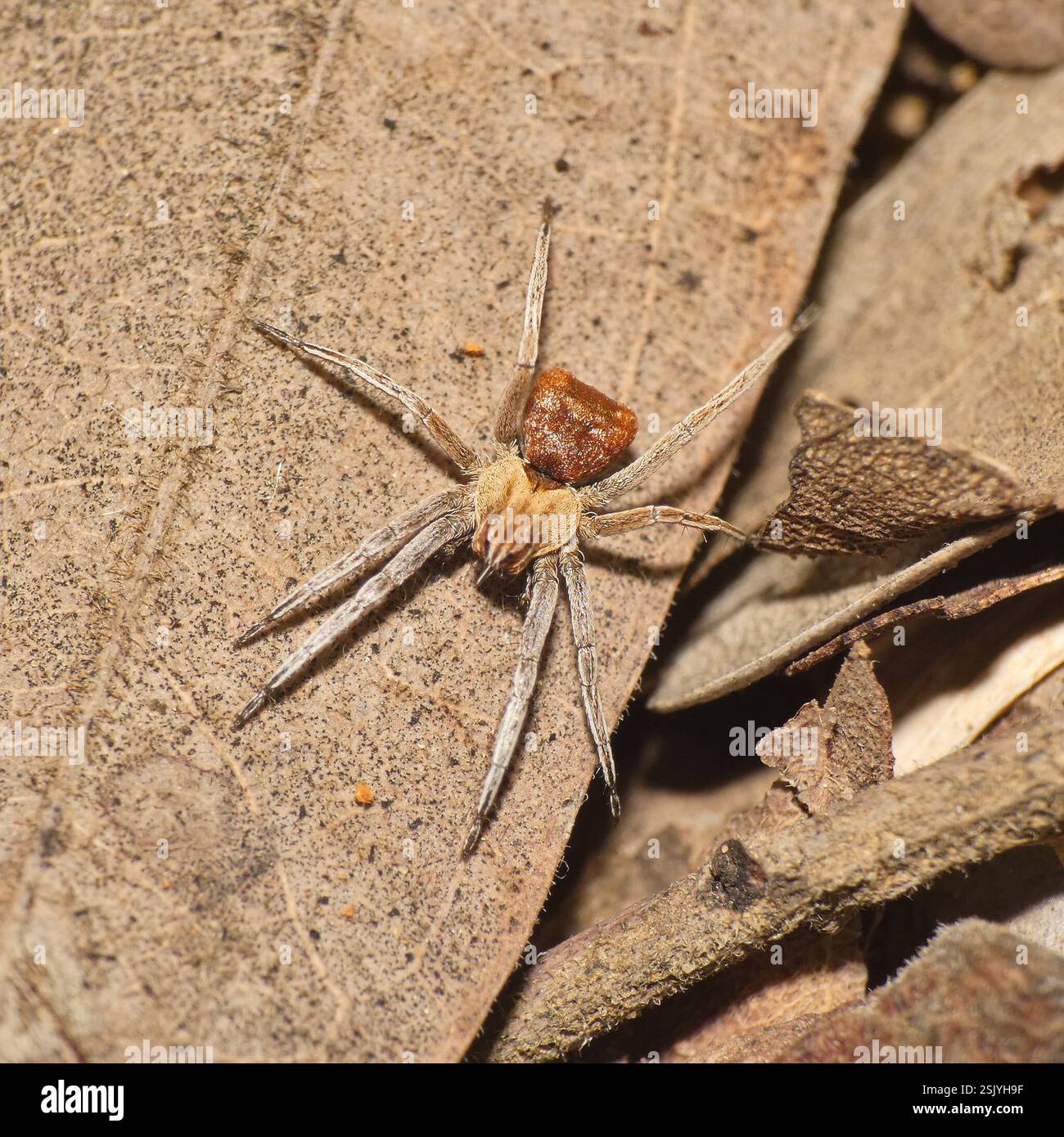 Stump-backed wolf spider (Zenonina), Arachnida, Suri Suri Dam, Zimbabwe ...