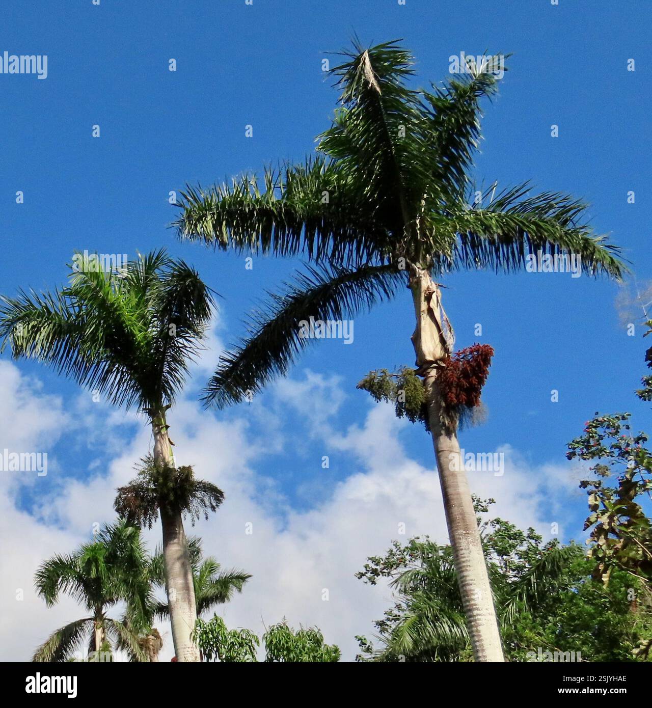 Royal Palm (Roystonea regia), Plantae, Carretera Central de Montaña, Pinar del Río, CU, Cuban ...