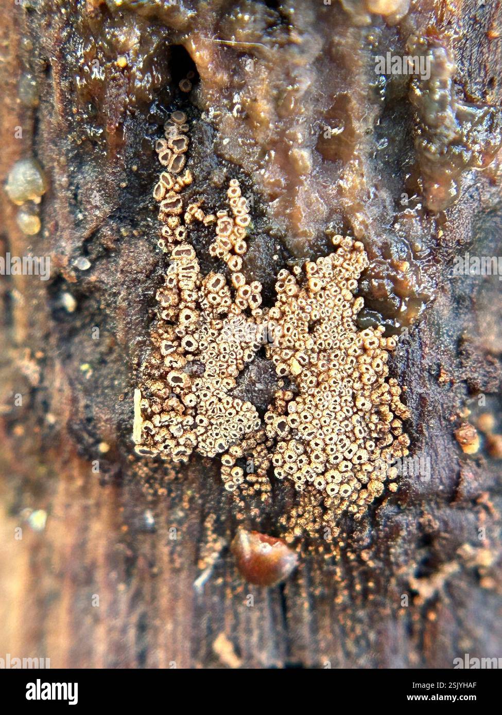 (Merismodes), Fungi, Pismo Ave, Los Osos, CA, US, Willow wood Stock ...