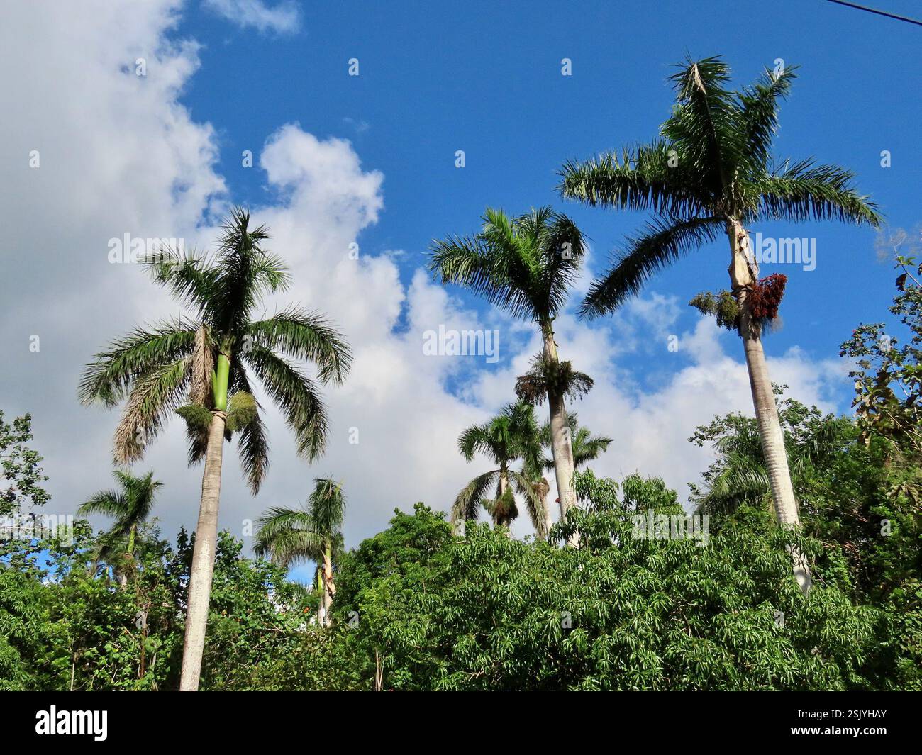 Royal Palm (Roystonea regia), Plantae, Carretera Central de Montaña, Pinar del Río, CU, Cuban ...