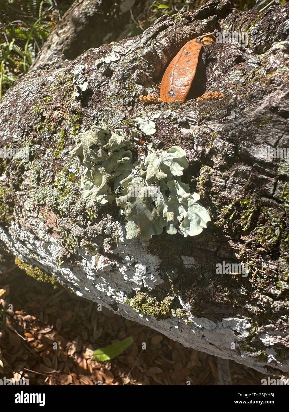common lichens (Lecanoromycetes), Fungi, Indian River, Jensen Beach, FL ...