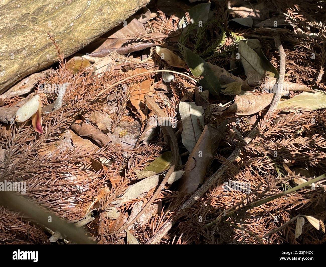 Japanese Grass Lizard (Takydromus tachydromoides), Reptilia, Ibaraki ...