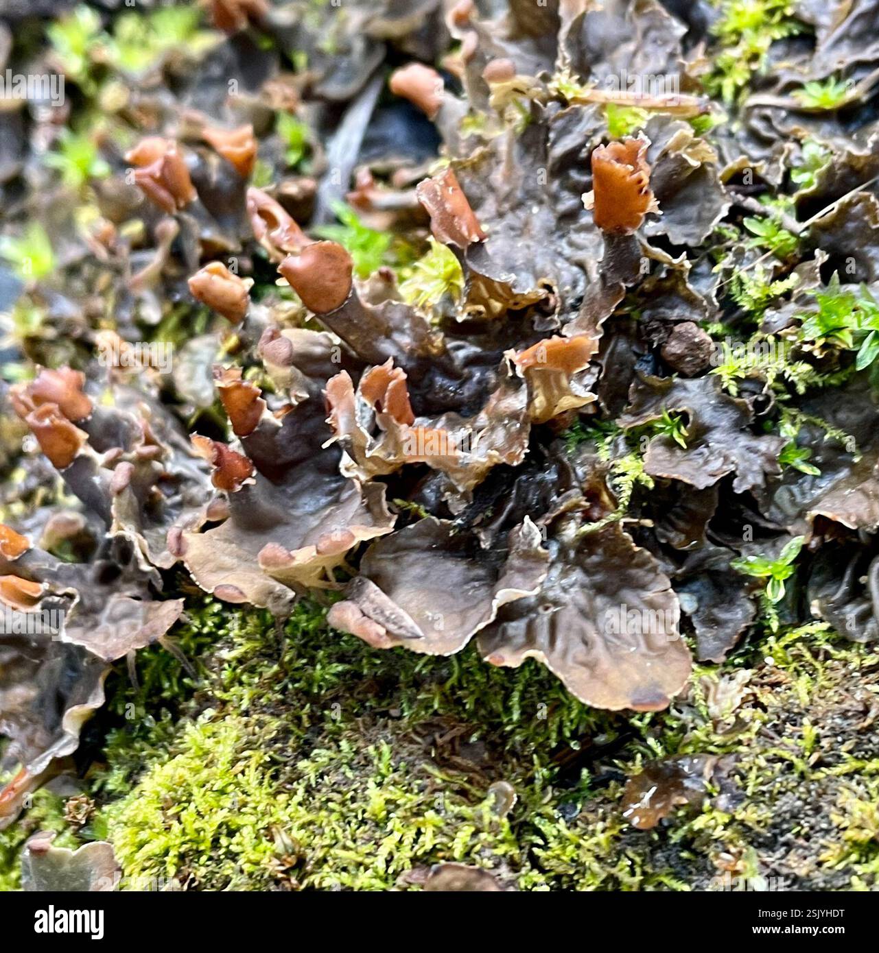 membranous pelt lichen (Peltigera membranacea), Fungi, Julia Pfeiffer ...