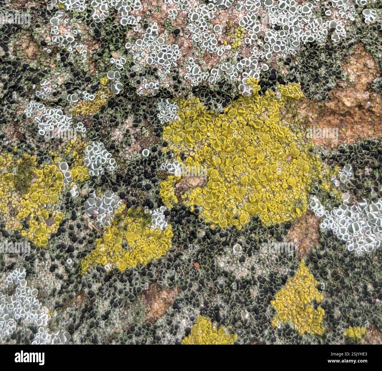 Pepper-Spore Lichens (Rinodina), Fungi, Westwood, Los Angeles, CA, USA ...
