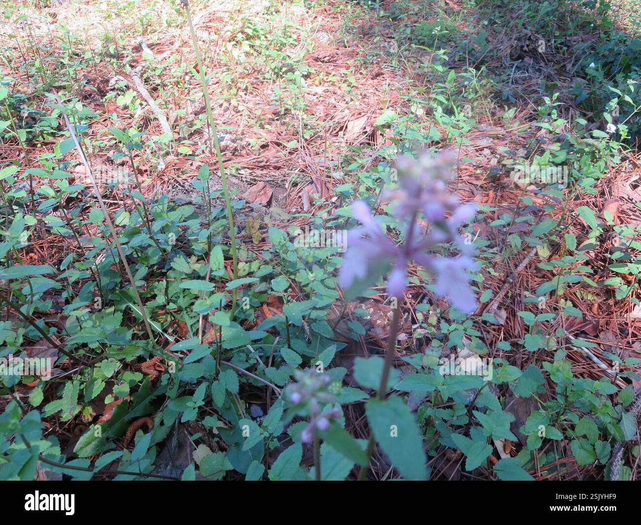 Florida Hedgenettle (Stachys floridana), Plantae, Coastal Georgia ...