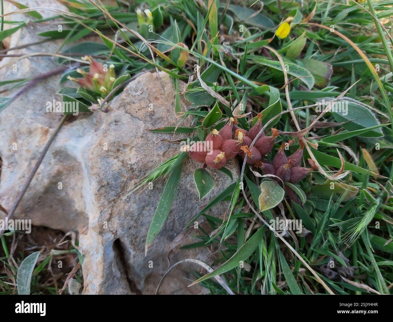 Bladder Vetch (Tripodion tetraphyllum), Plantae, X8GH+XCQ Għar Tuta ...