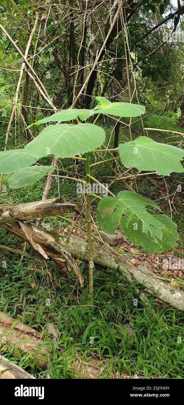 Giant Stinging Tree (Dendrocnide excelsa), Plantae, Tallebudgera QLD ...