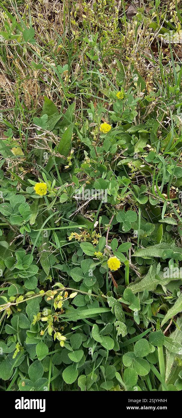hop trefoil (Trifolium campestre), Plantae, Pooler, GA, USA Stock Photo ...