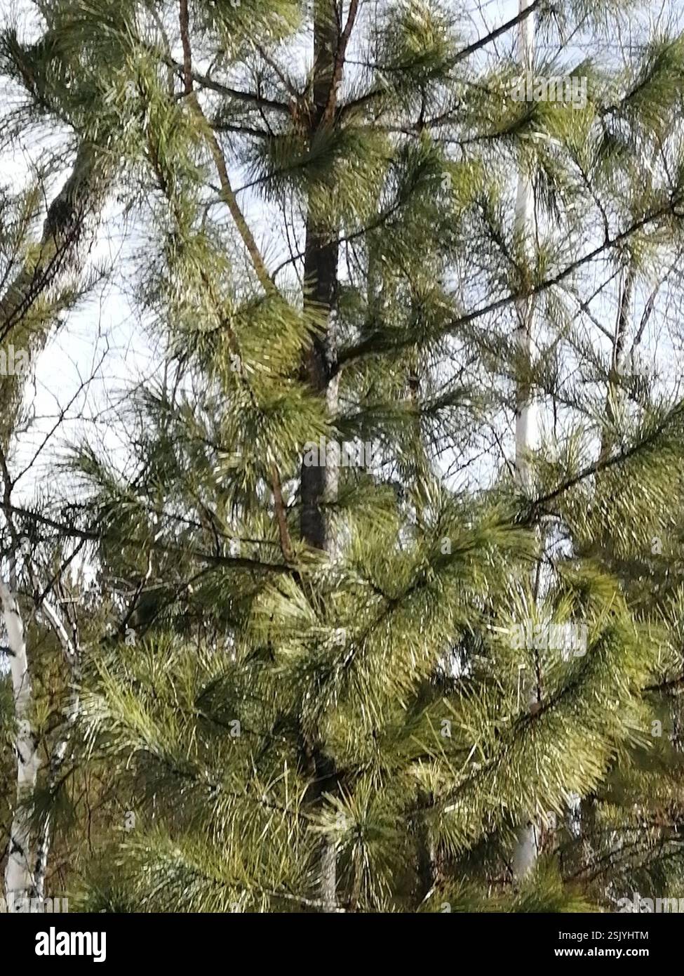 Siberian pine (Pinus sibirica), Plantae, Иркутская обл., Россия, 665490 ...