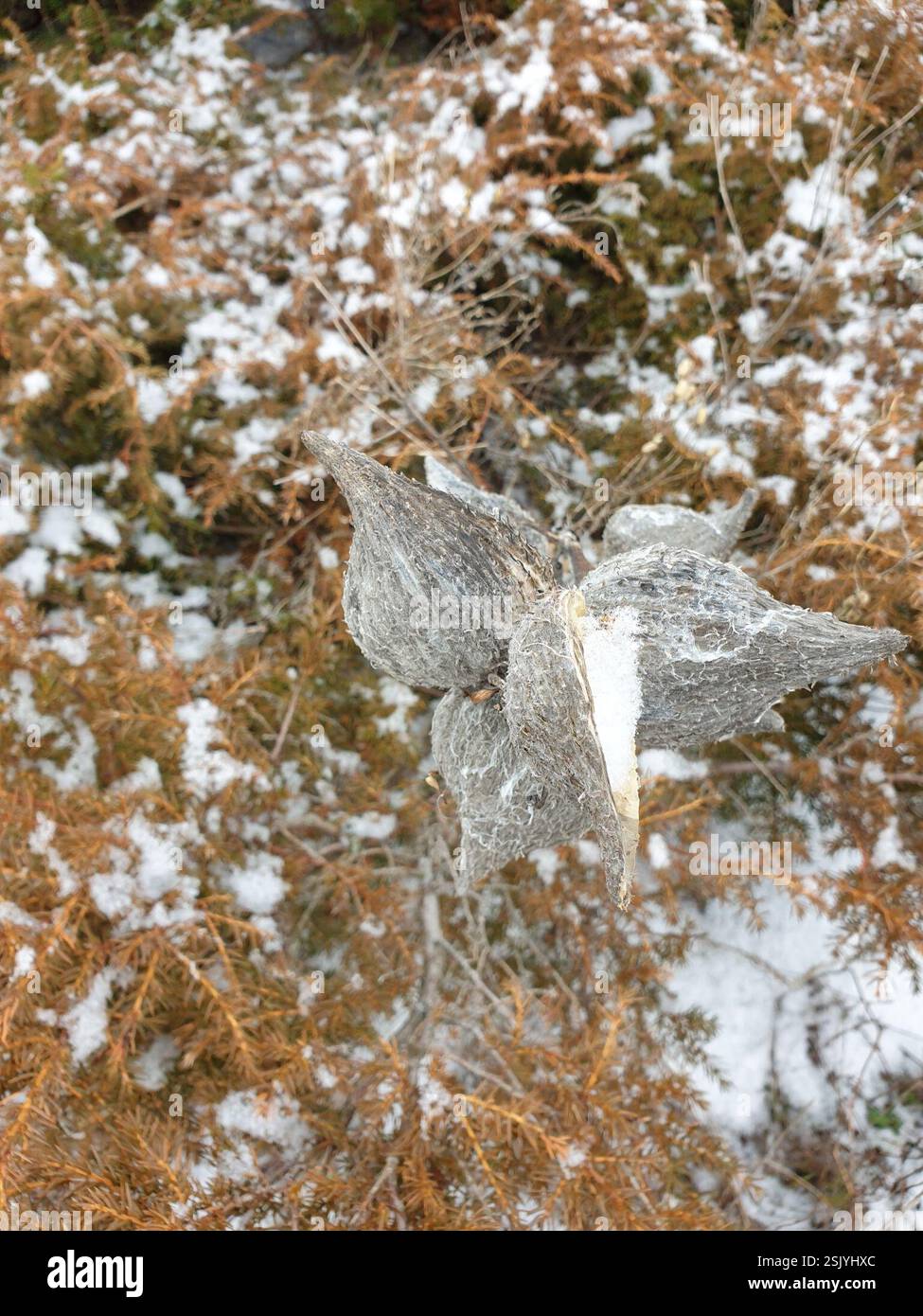 common milkweed (Asclepias syriaca), Plantae, Hazel Bird Nature Reserve ...