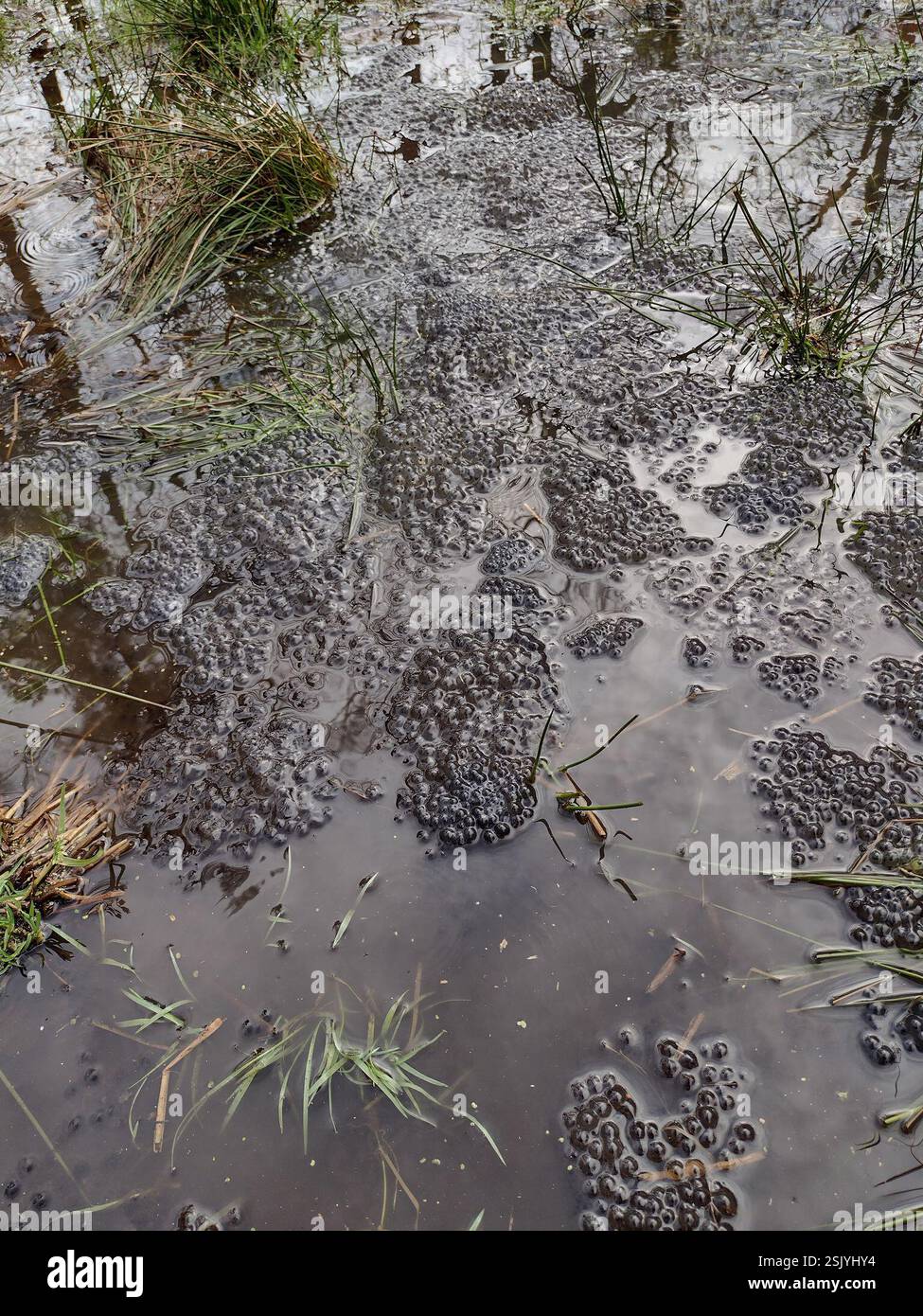 Pond Frogs (Rana), Amphibia, Wielki Kack, Gdynia, Polska, These guys ...