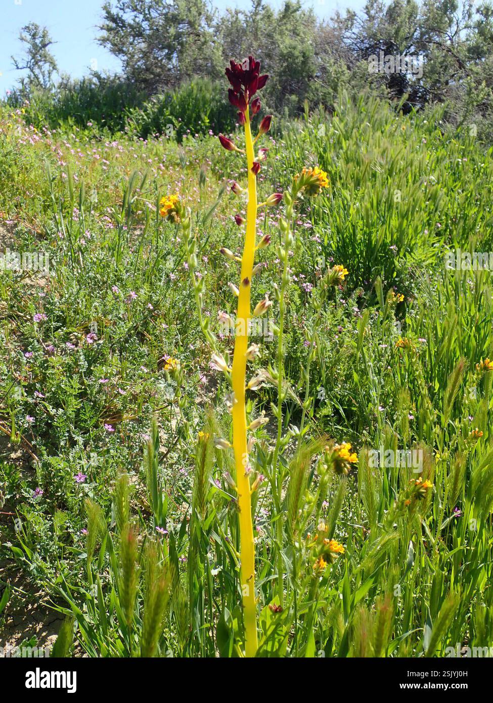 Tumey hills hi-res stock photography and images - Alamy